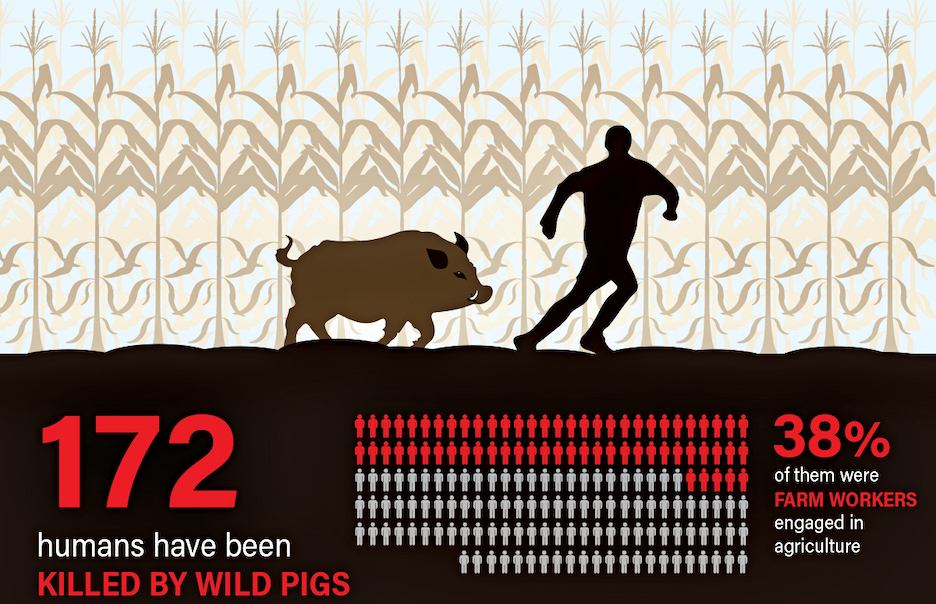 Wild Pigs Kill More People Than Sharks, Shocking New Research Reveals | Drovers